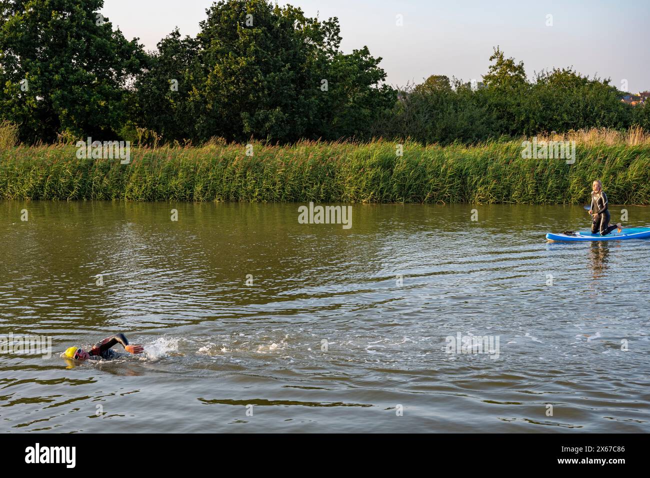 Long distance swimmer river Alde Snape Suffolk England Stock Photo - Alamy