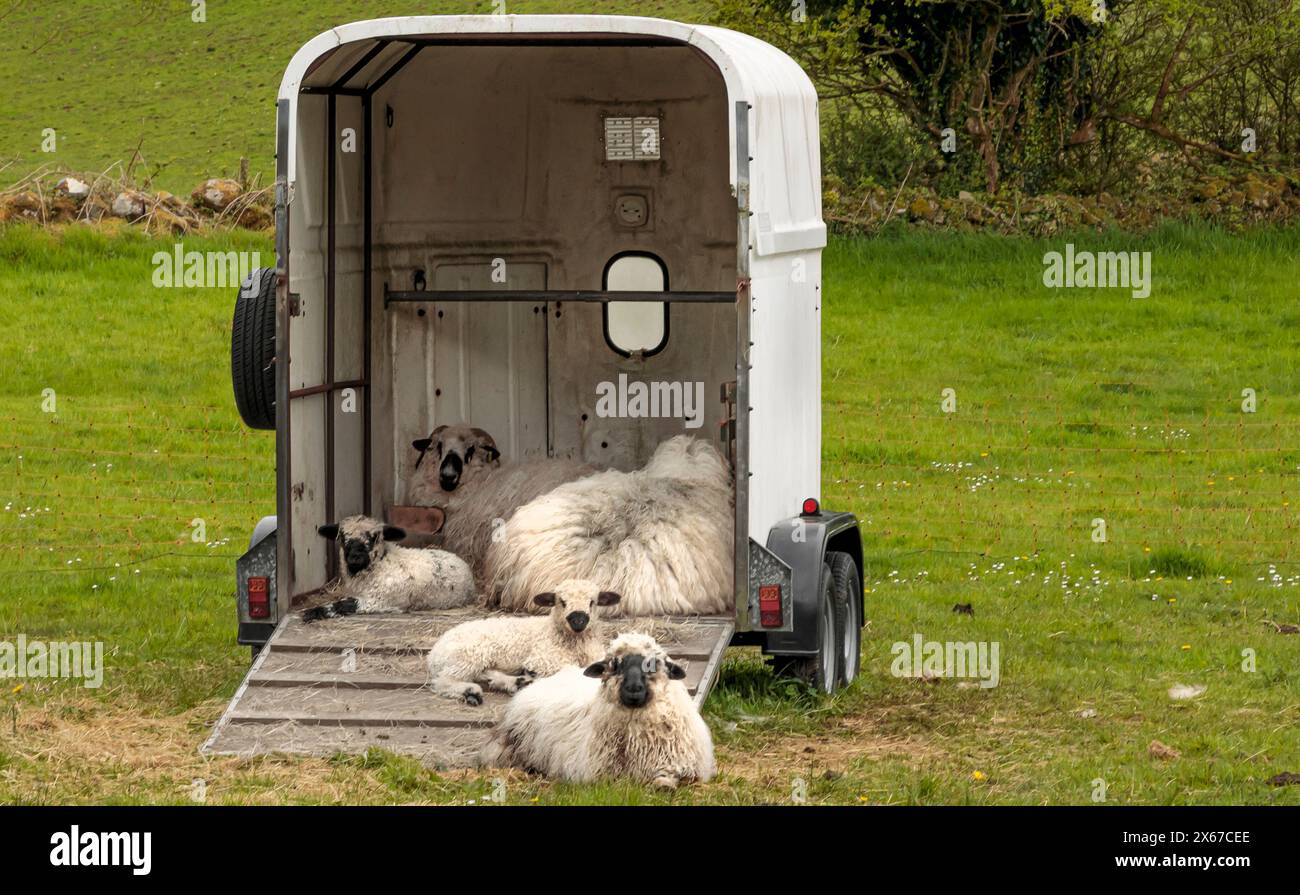 Family of sheep sheltering in a horse box including their young Stock ...