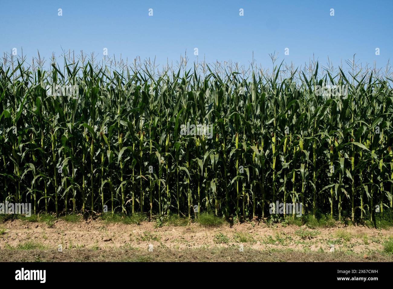 Corn field in the Dordogne during a summer holiday in the Perigord in ...