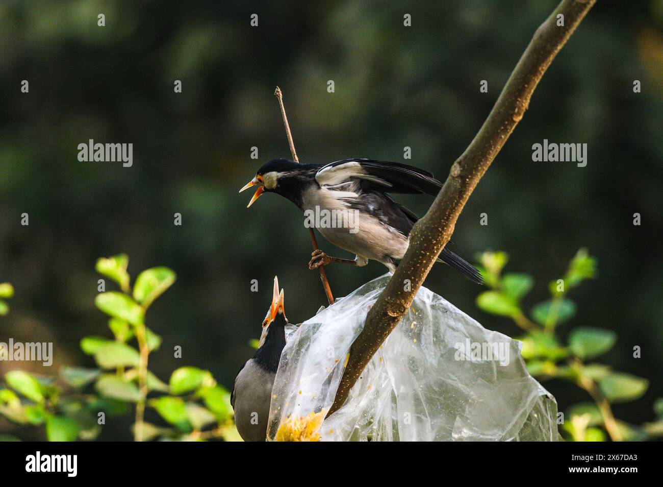 A polythene bag of food is stuck on a tree. Wild Indian pied myna ...