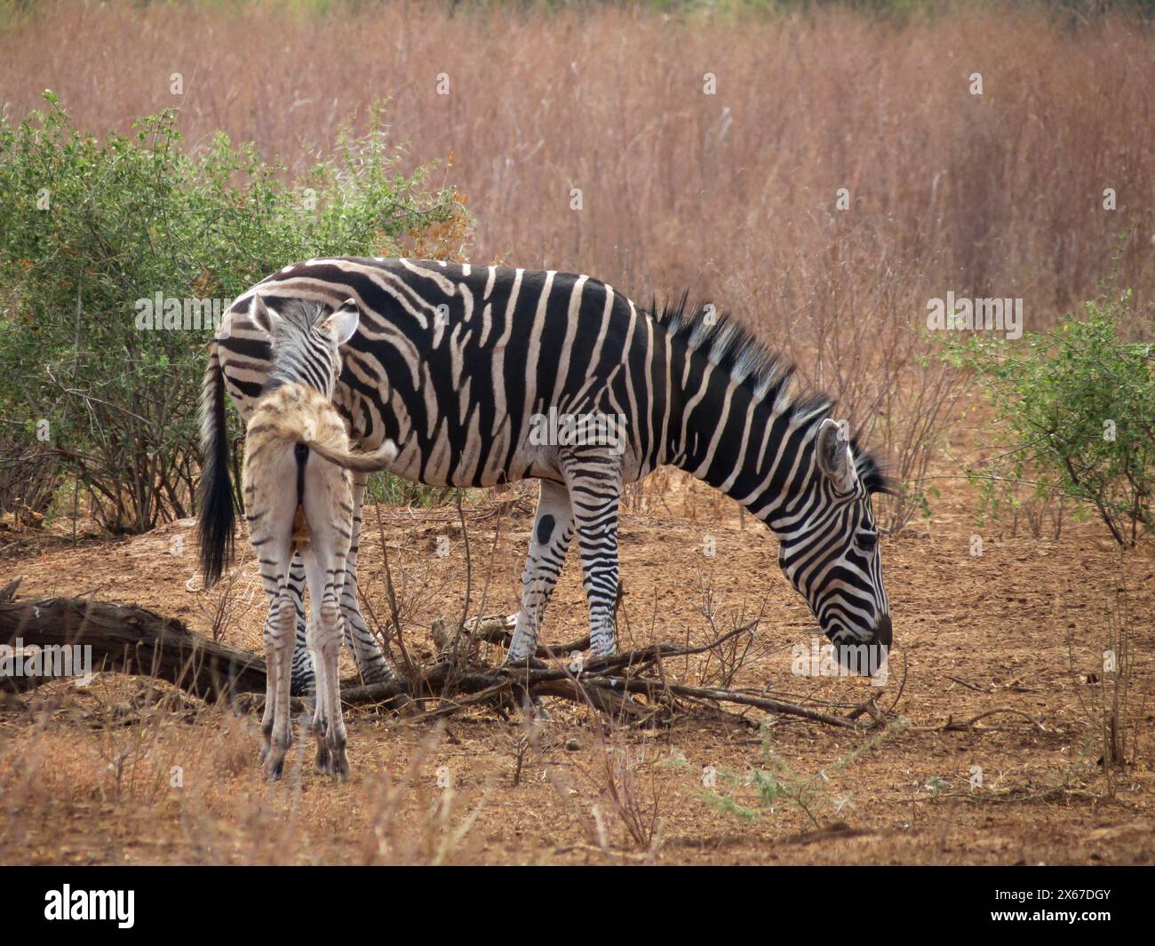 Zebra. Burchelli, Plains, Equus Stock Photo - Alamy