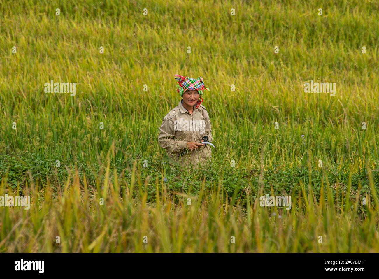 Flower Hmong women in the rice terraces of Mu Cang Chai, Yen Bai ...