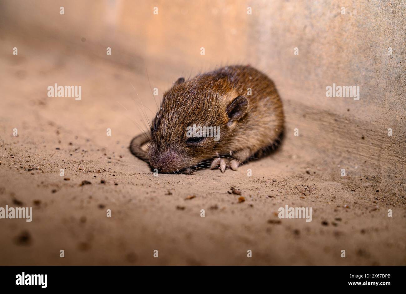 Indian mice hi-res stock photography and images - Alamy