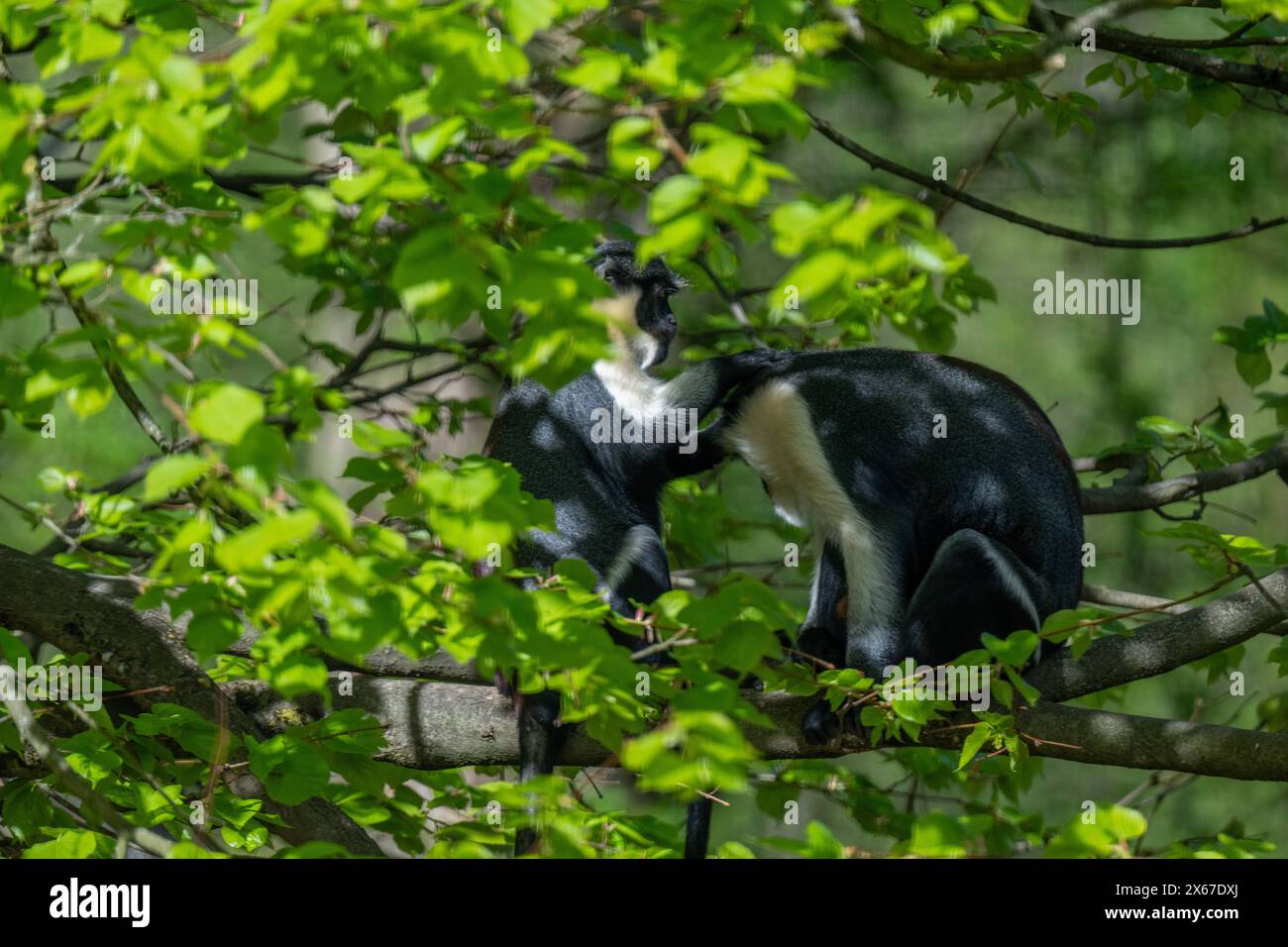 Two monkeys in the tree delousing each other salzburg zoo salzburg ...