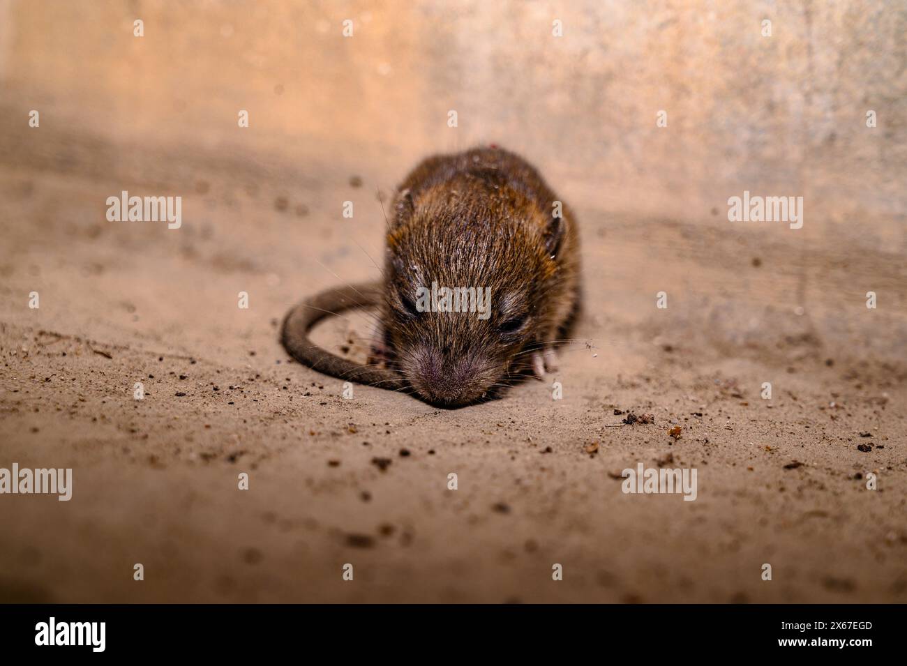 A sick house mouse rests under the stairs at Tehatta. The house mouse ...