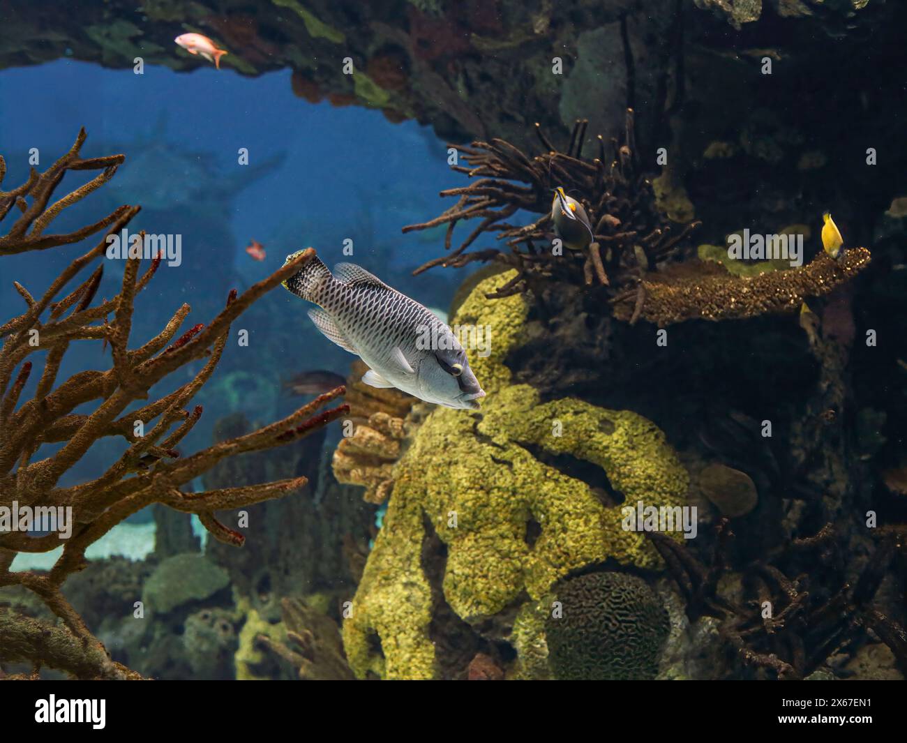 Napoleon tropical fish passing by Stock Photo - Alamy
