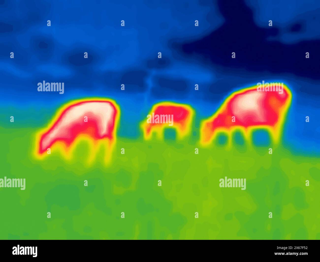 the herd of cows on a blue field. Exaggerated figure, amplification ...