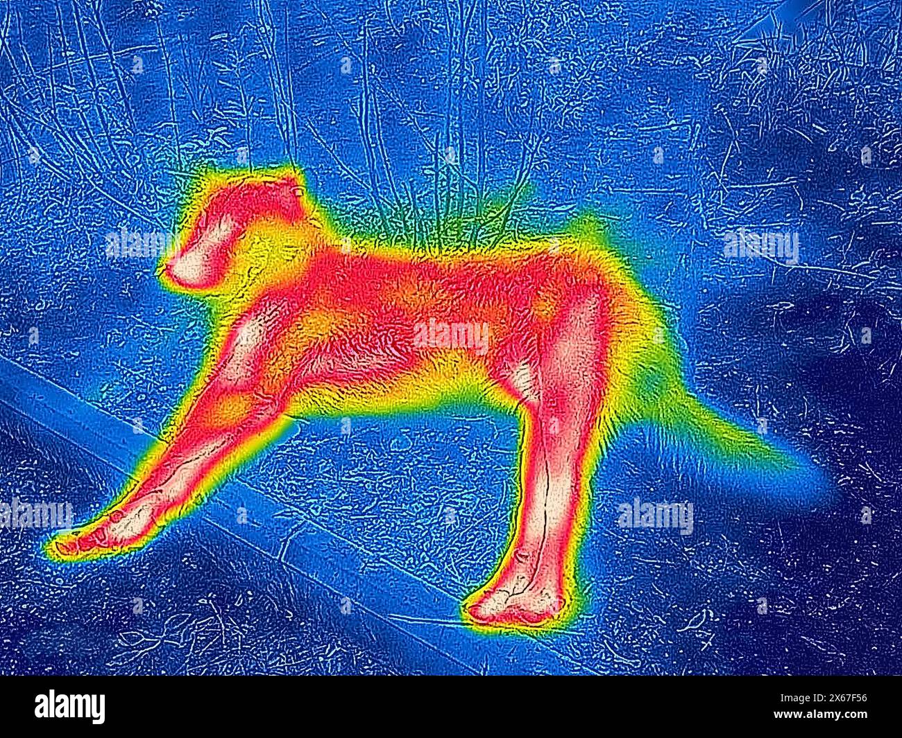 Sleeping dog in summer. Modified Image from thermal imager device Stock ...