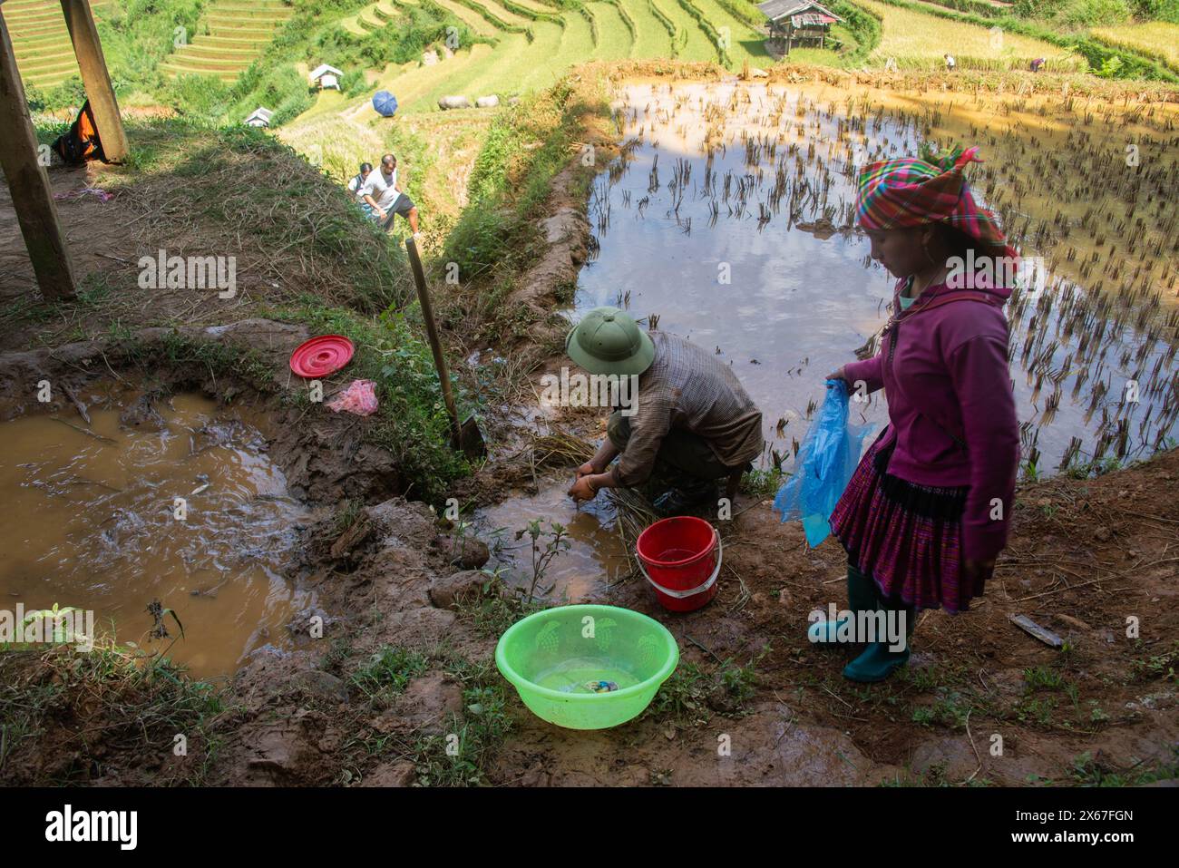 Flower Hmong couple working their rice paddy, Mu Cang Chai, Yen Bai ...