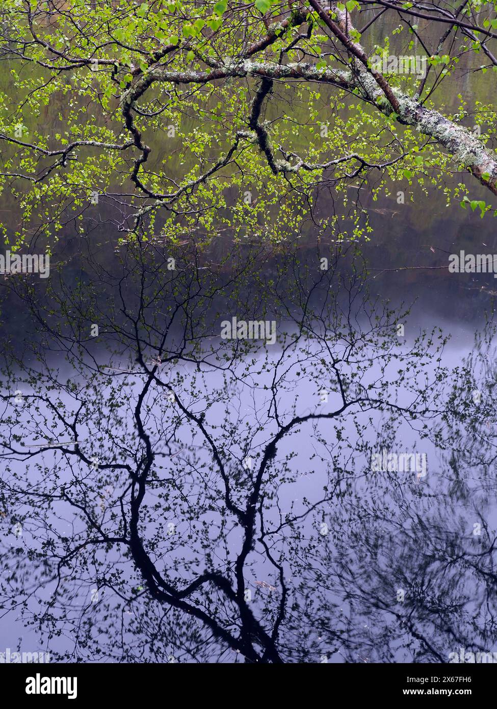 Silver birch tree reflection, Craigellachie national nature reserve ...