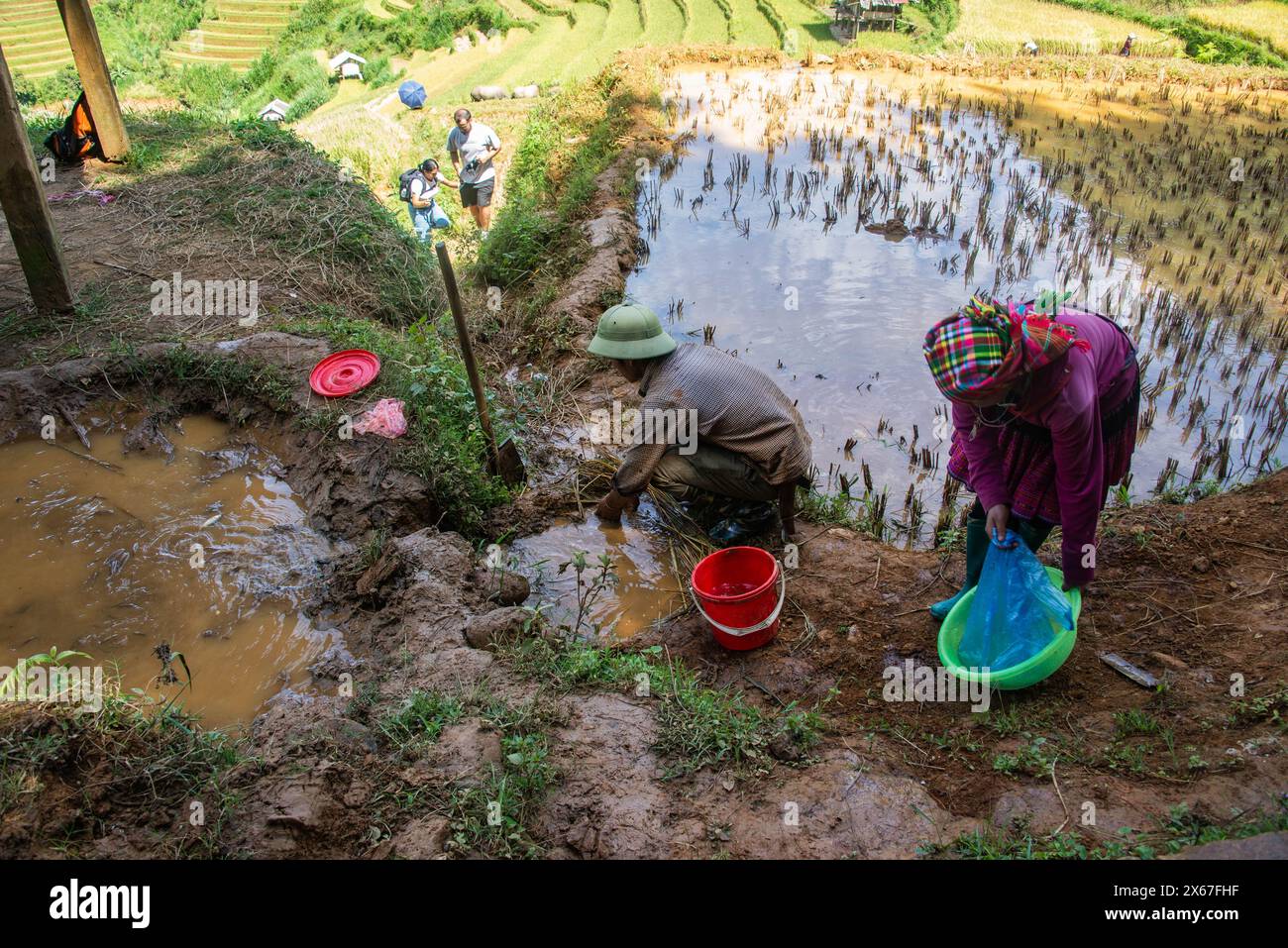 Flower Hmong couple working their rice paddy, Mu Cang Chai, Yen Bai ...