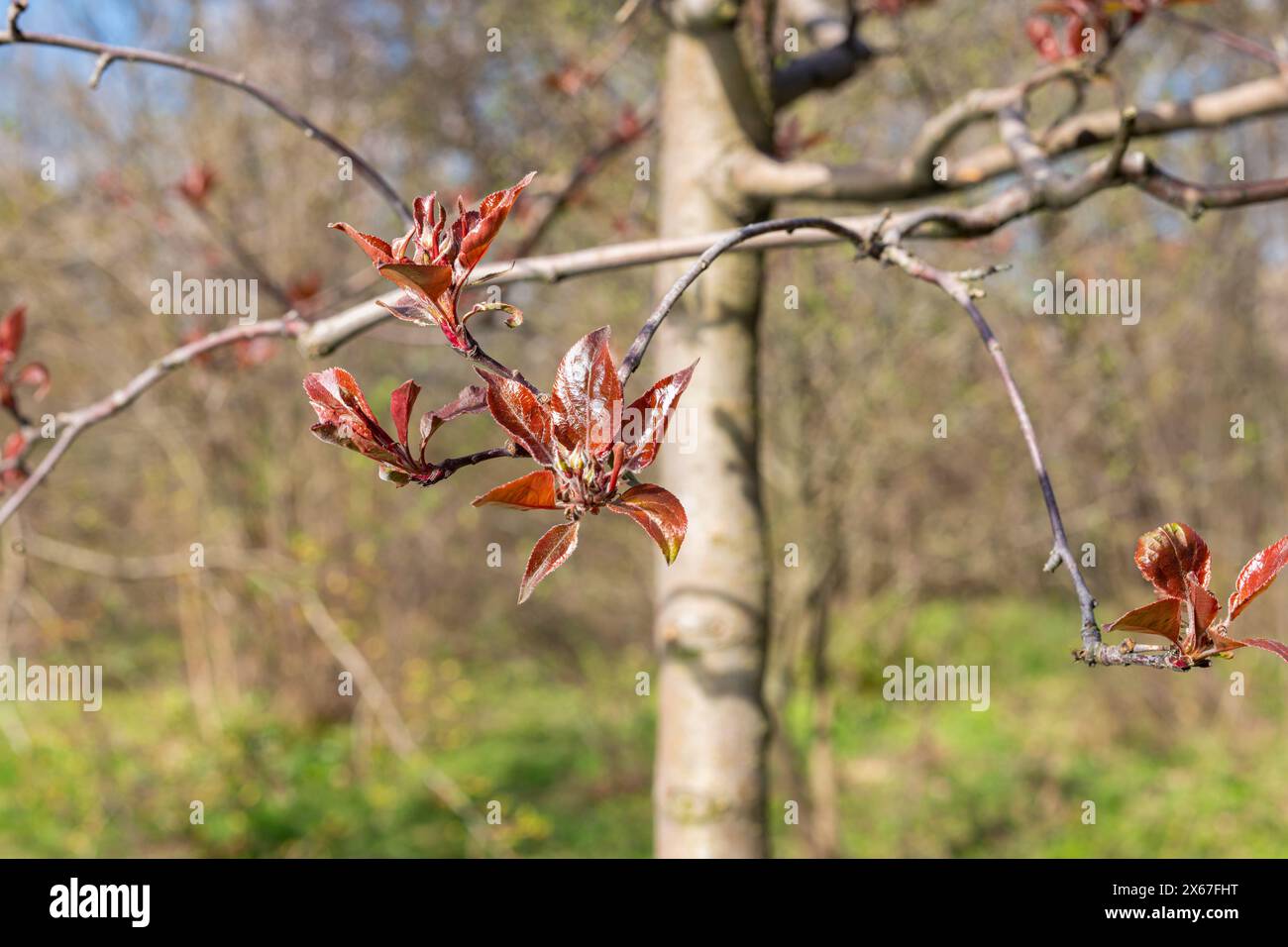 Apple tree Malus Rudolph tree in the garden. Spring Stock Photo - Alamy