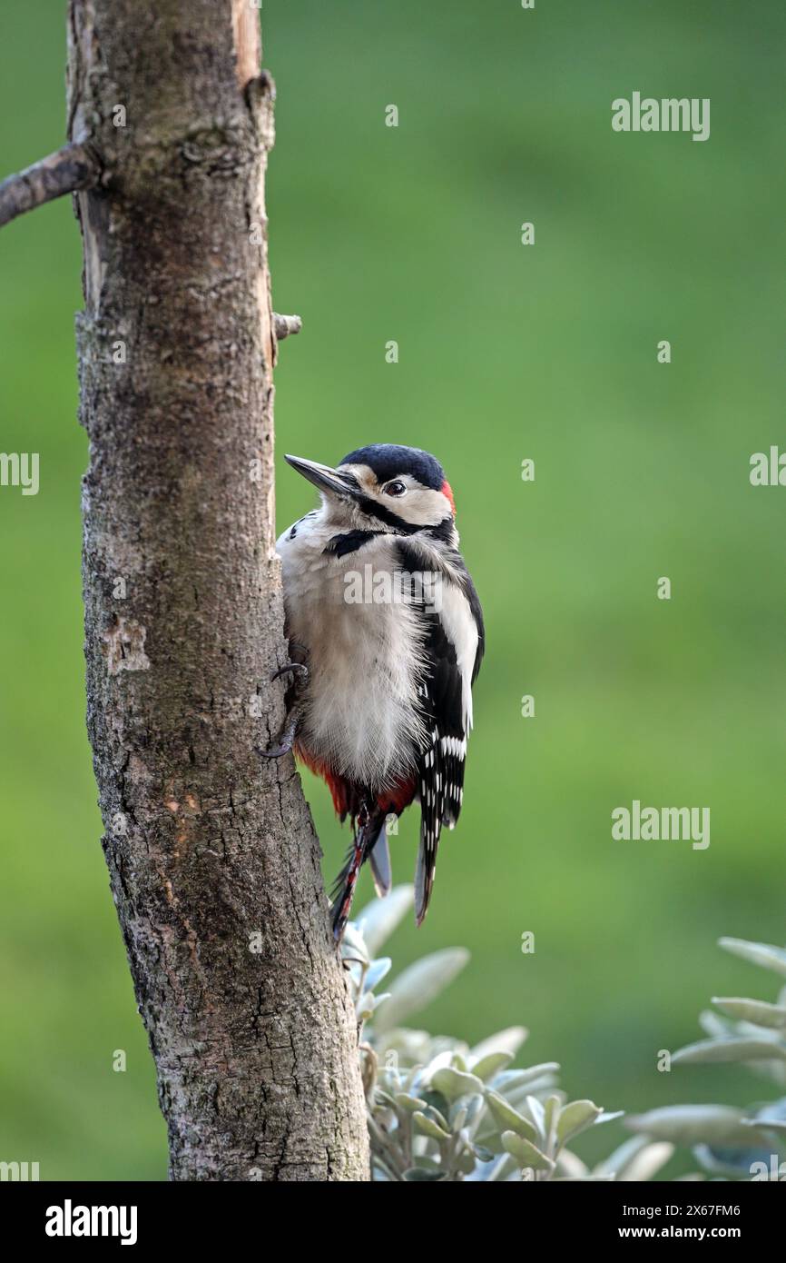 Injured birds uk hi-res stock photography and images - Alamy