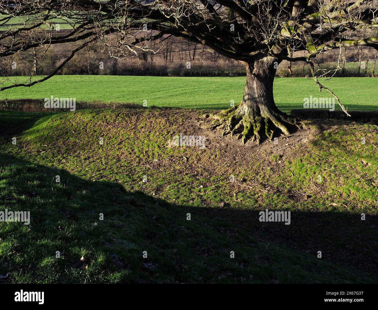 Ancient tree wales hi-res stock photography and images - Alamy