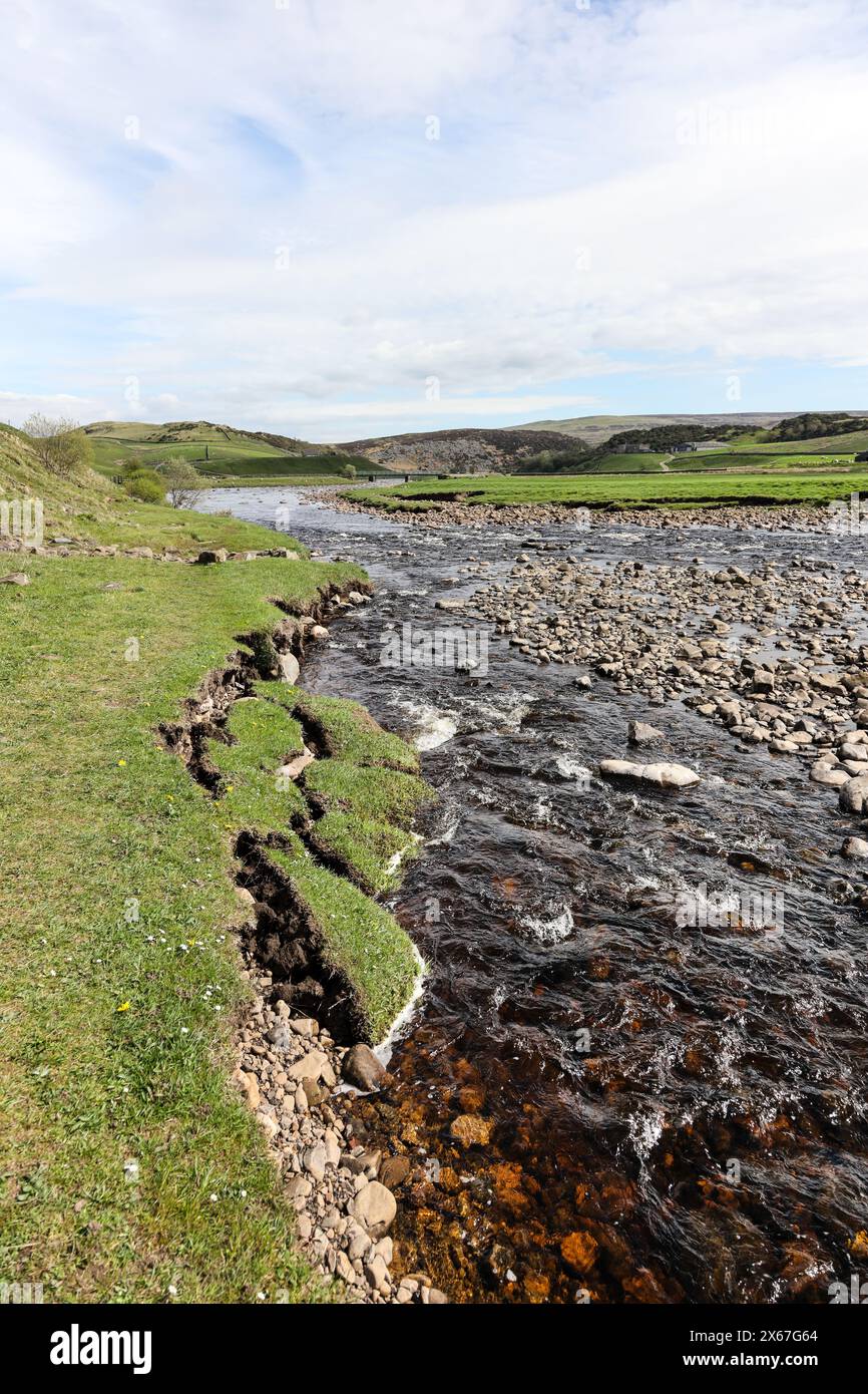 Riverbank erosion at the confluence of the River Tees and Harwood Beck ...