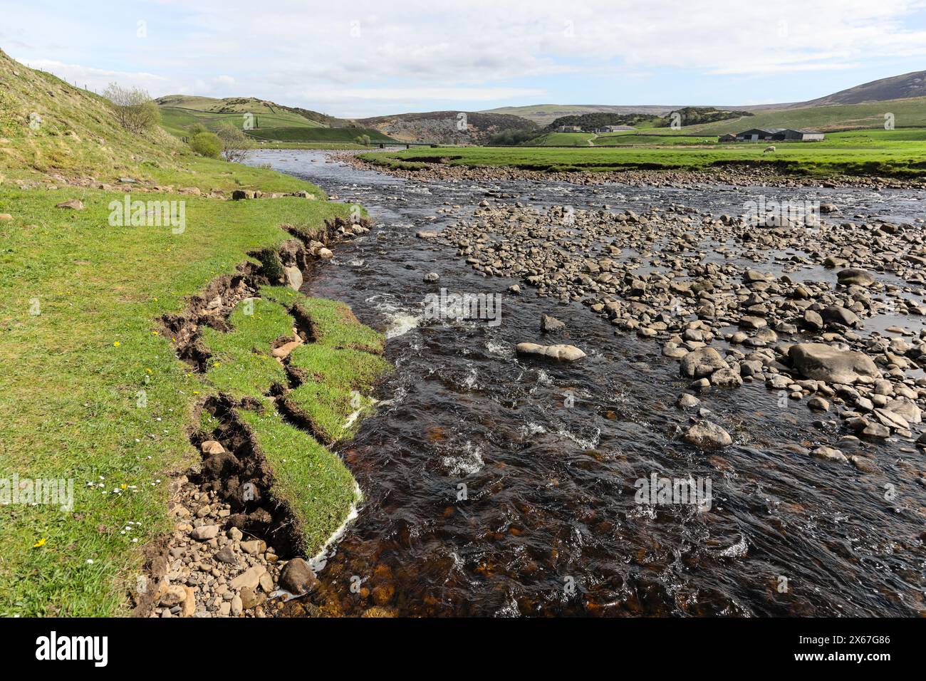 Riverbank erosion at the confluence of the River Tees and Harwood Beck ...