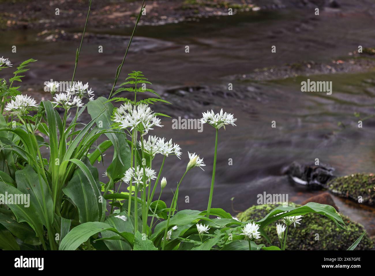 Wild Garlic (Allium ursinum) flowers growing alongside a stream ...