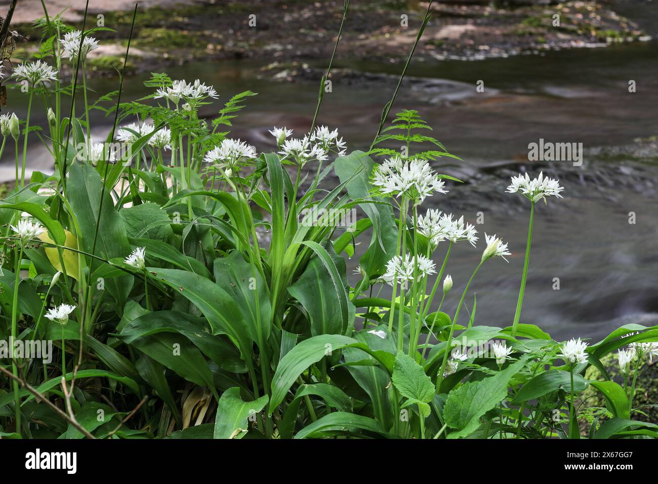 Wild Garlic (Allium ursinum) flowers growing alongside a stream ...