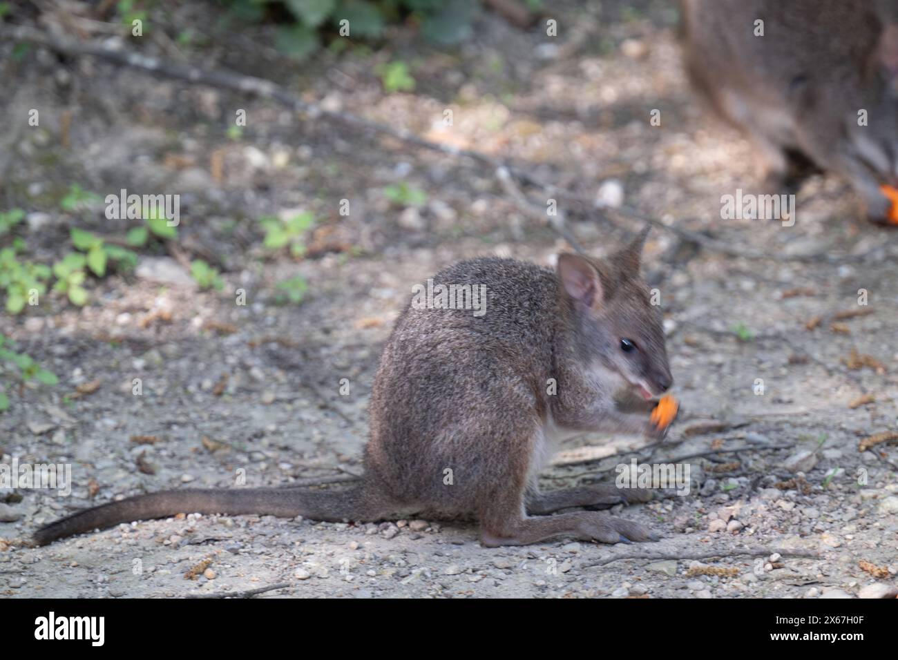 Parma kangaroo in Salzburg zoo Austria salzburg zoo salzburg austria ...