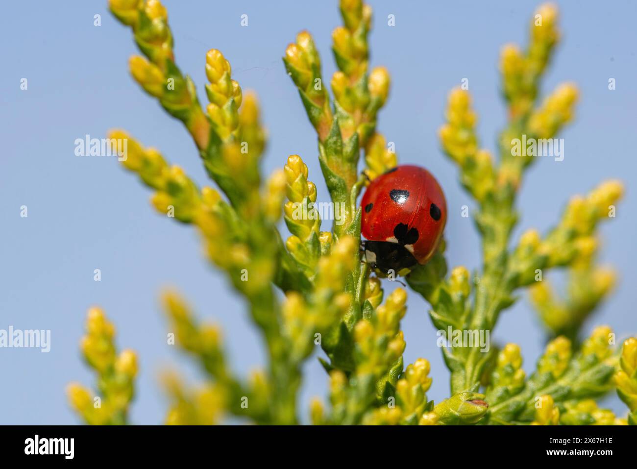 Ladybug sunbathing on a plant, Germany Stock Photo - Alamy