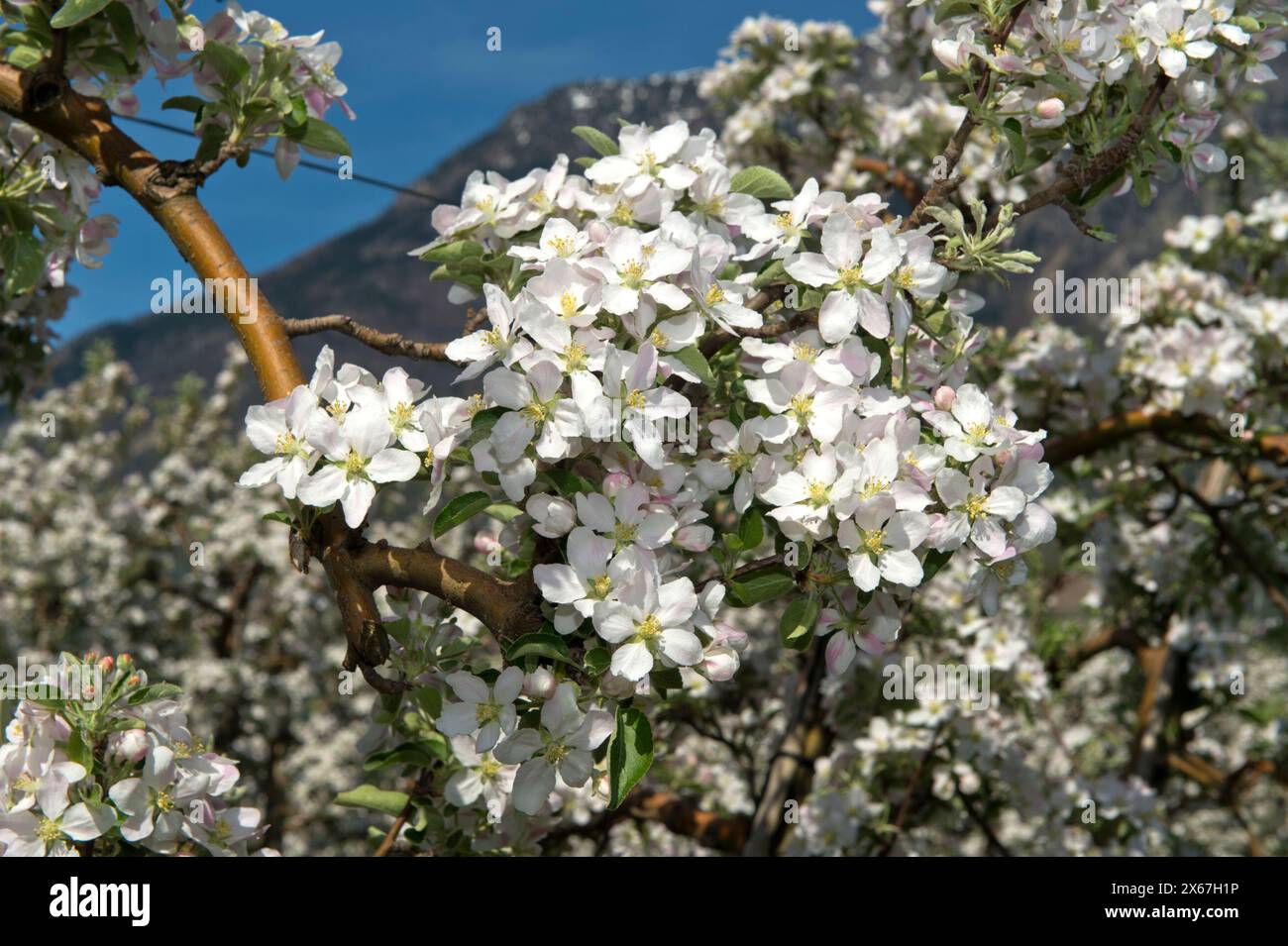 Apple trees in blossom in spring, Saxon fruit-growing region, Valais ...