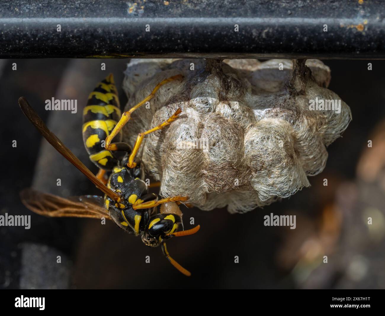 Queen common yellowjacket wasp (Vespula alascensis) moving one of her ...