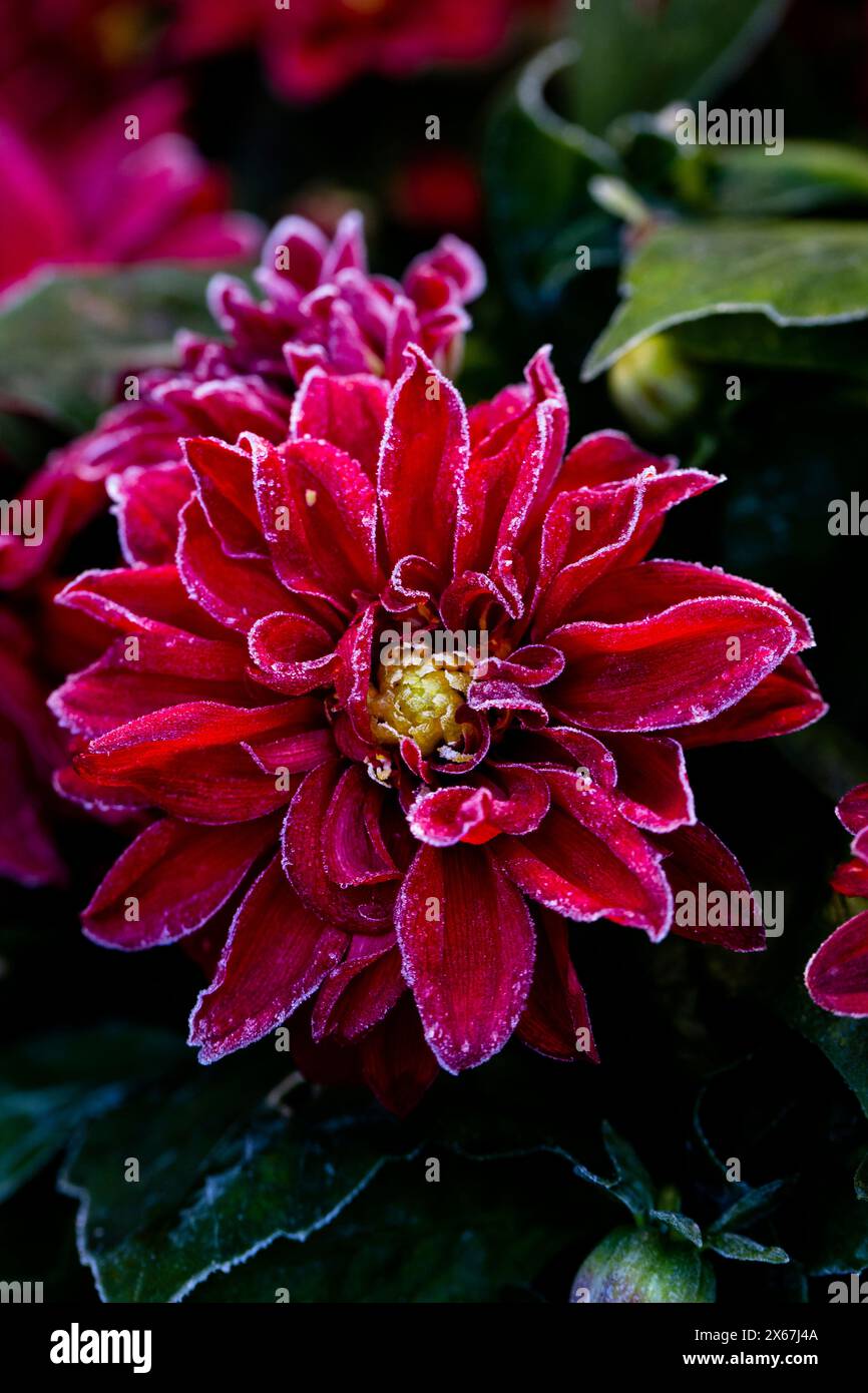 Portrait of a dark red dahlia with frosted edges against a dark ...
