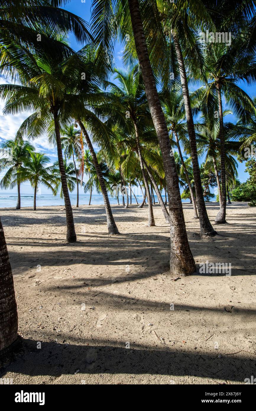 Plage de Bois Jolan, a dreamlike palm beach with turquoise water at ...