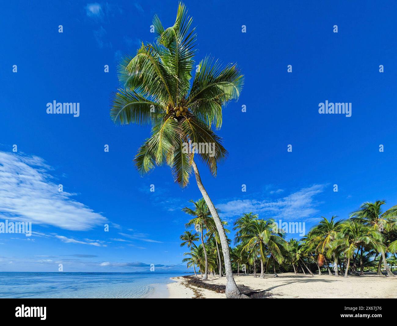 Plage de Bois Jolan, a dreamlike palm beach with turquoise water at ...
