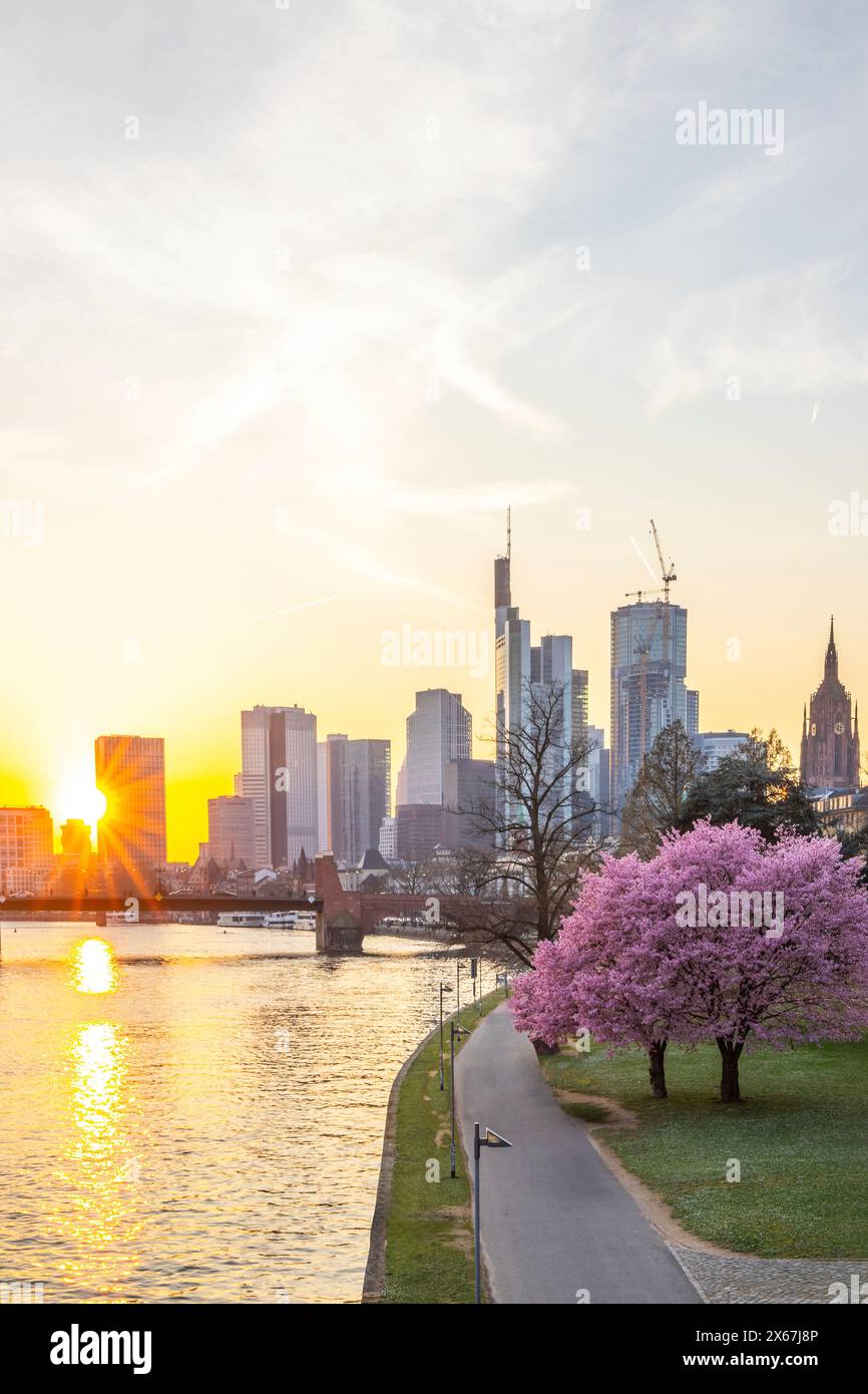 Sunset cherry blossoms hi-res stock photography and images - Alamy