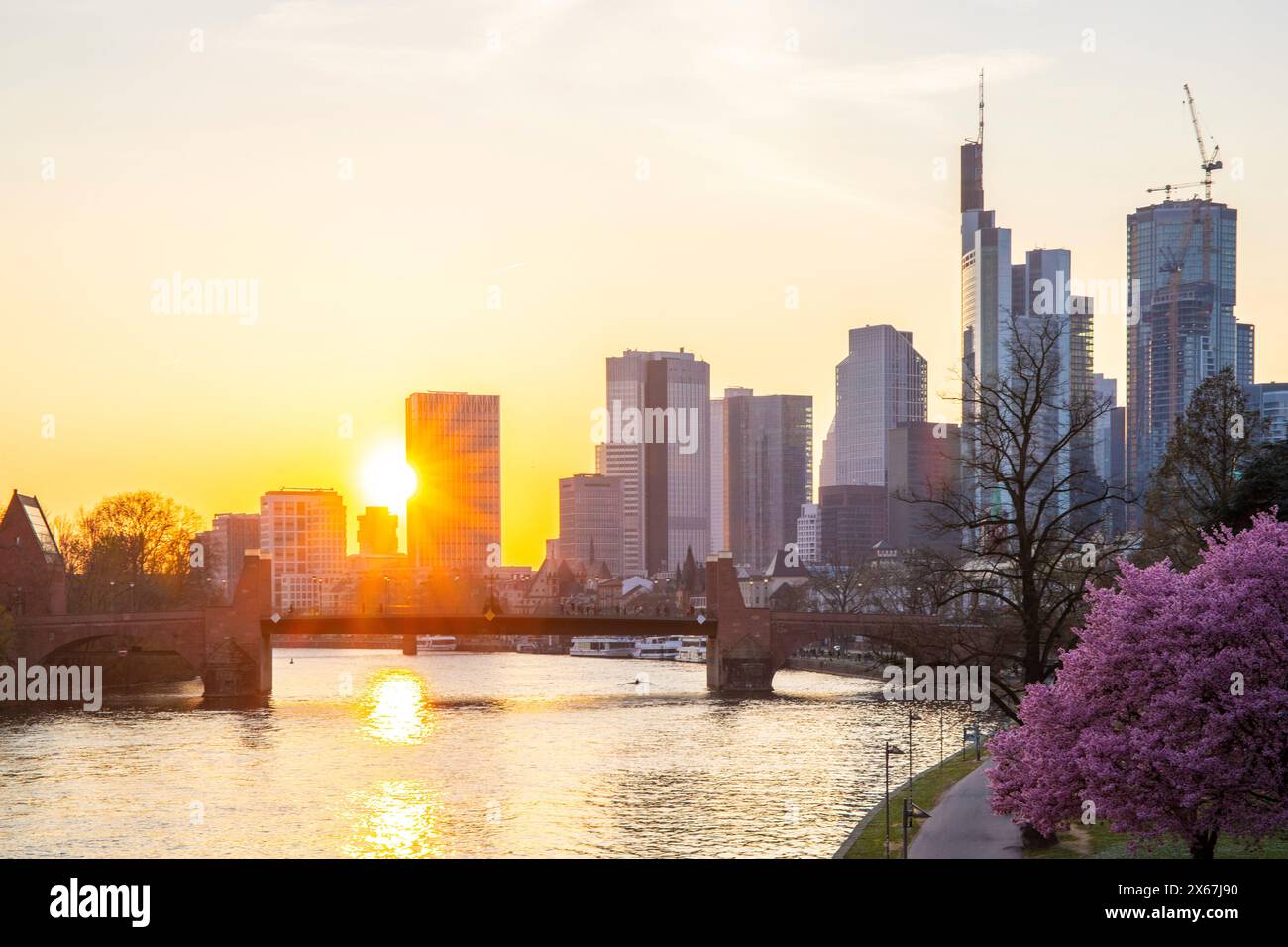 Sunset cherry blossoms hi-res stock photography and images - Alamy