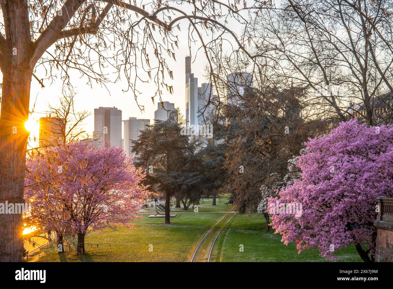 Sunset cherry blossoms hi-res stock photography and images - Alamy