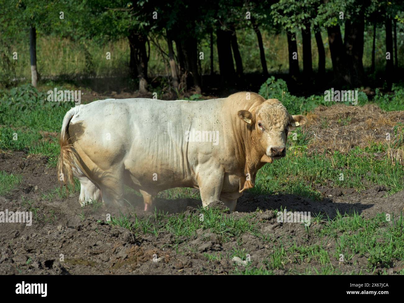 Hornless Charolais bull standing up to his knees in soft ground ...