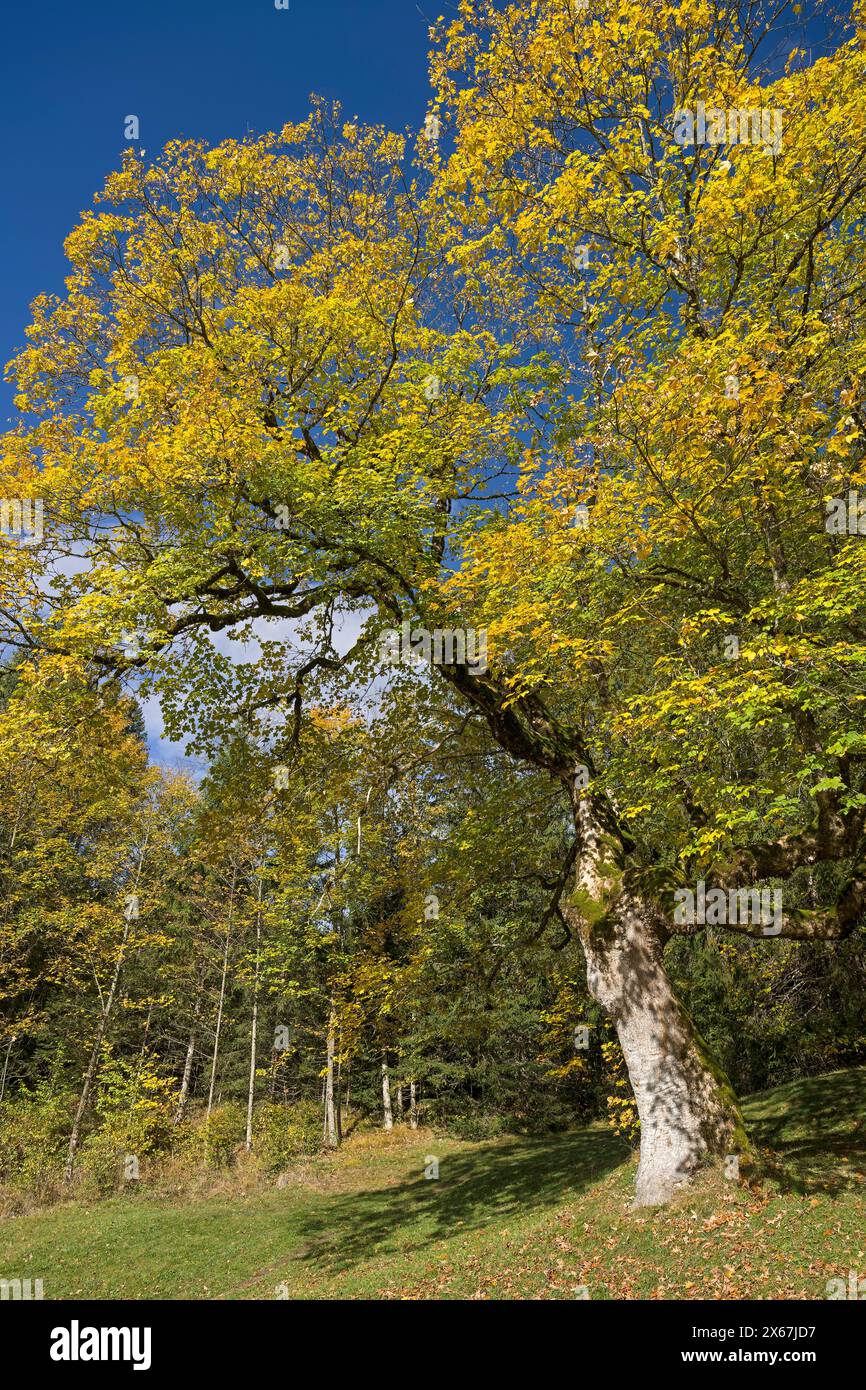 Sycamore maple (Acer pseudoplatanus) with yellow fall foliage against a ...