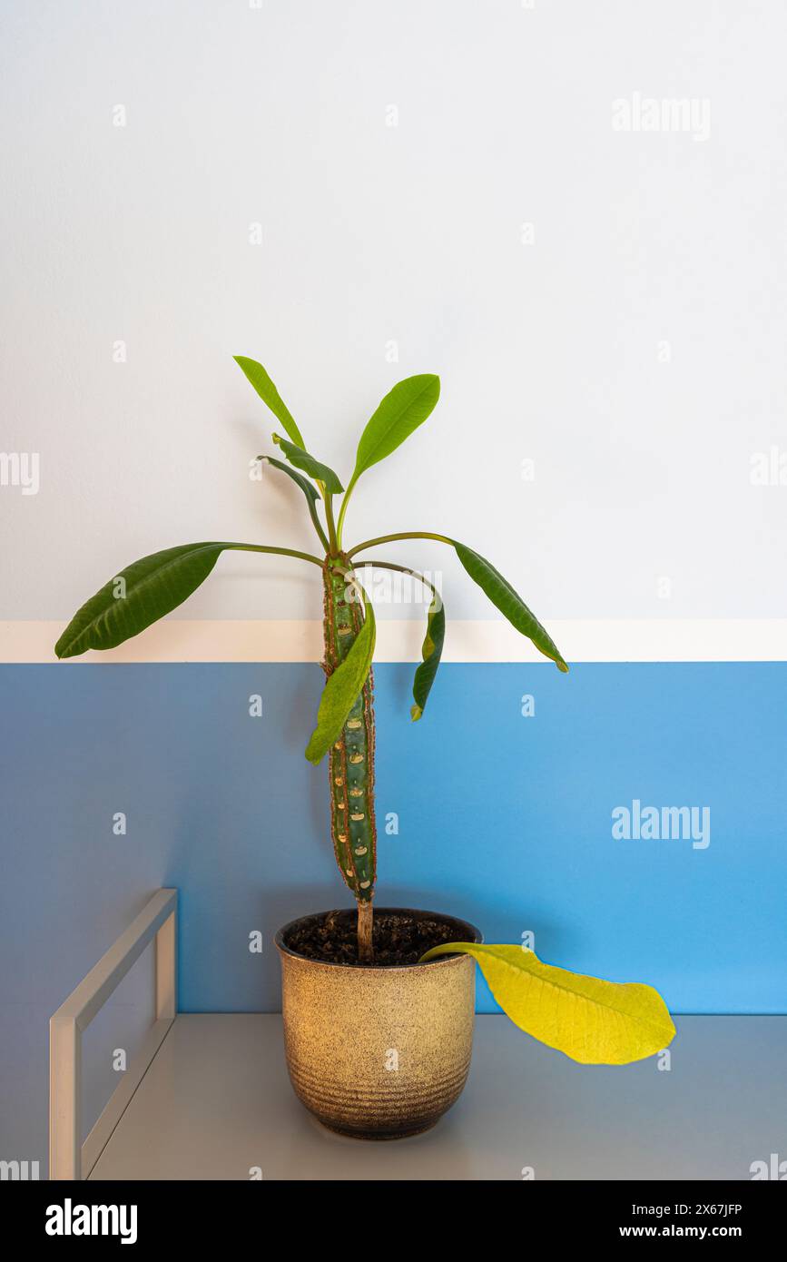 Cactus growing in a pot, fallen leaf Stock Photo - Alamy