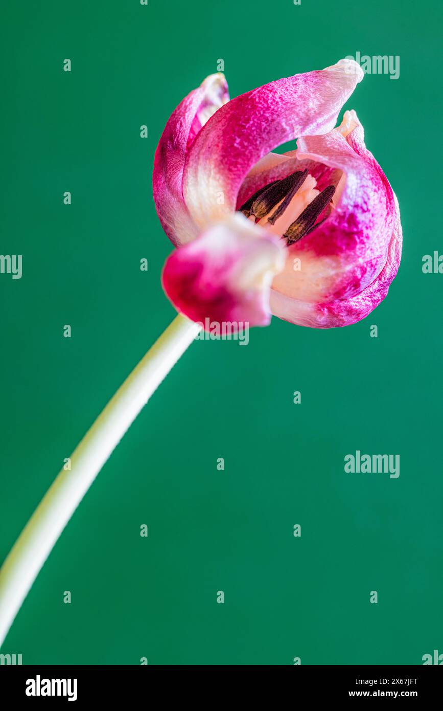 Floral still life, a tulip Stock Photo - Alamy