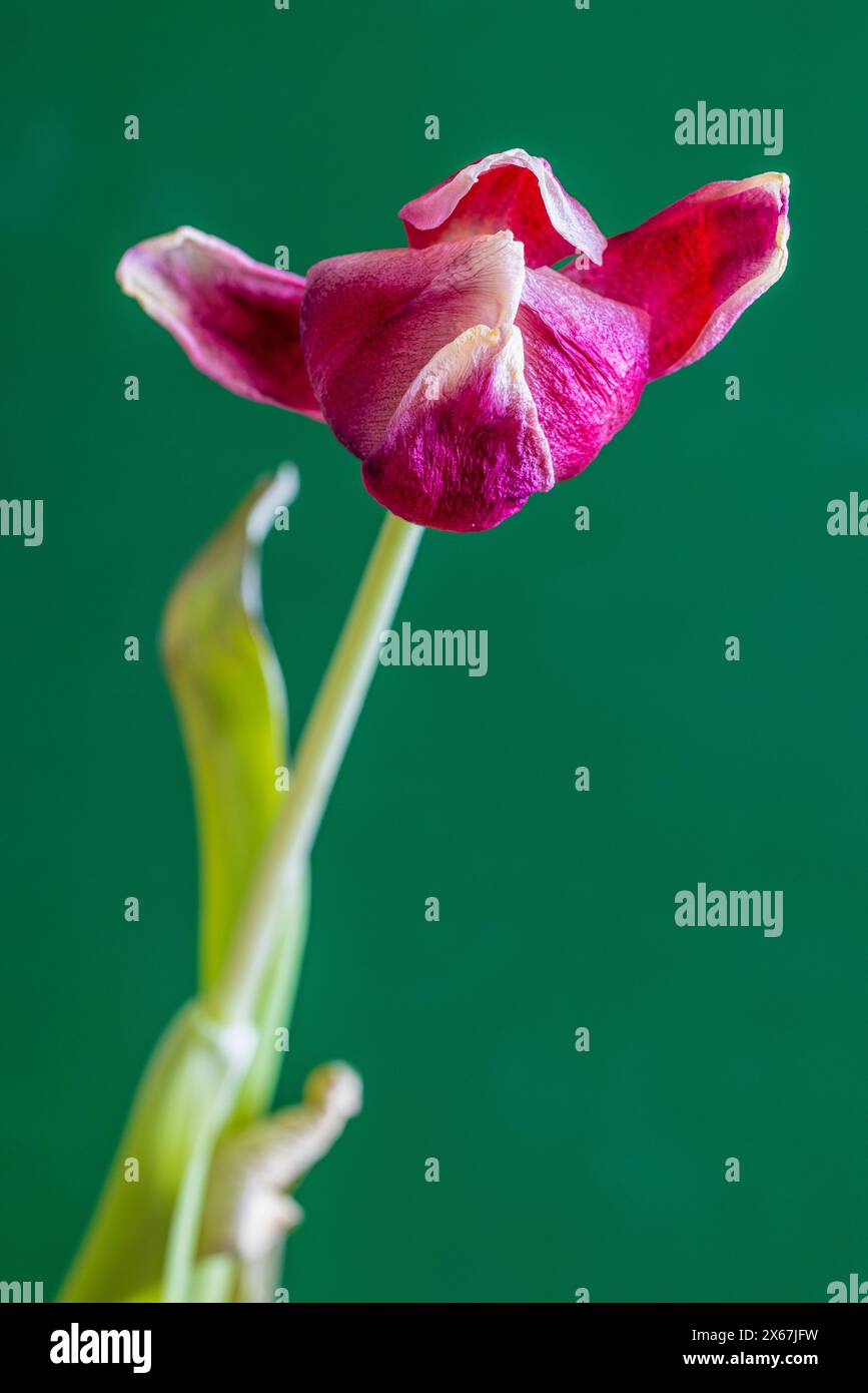 Floral still life, a tulip Stock Photo - Alamy