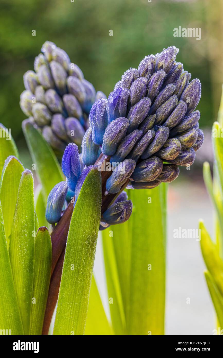 Blue garden hyacinth, hyacinth (Hyacinthus), close-up Stock Photo - Alamy
