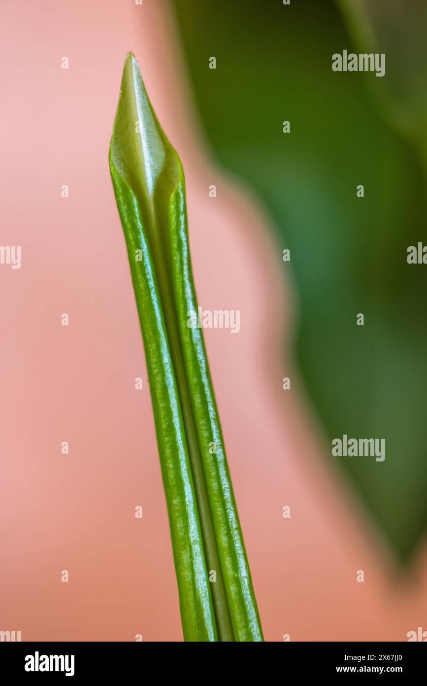 Peach fuzz color background hi-res stock photography and images - Alamy
