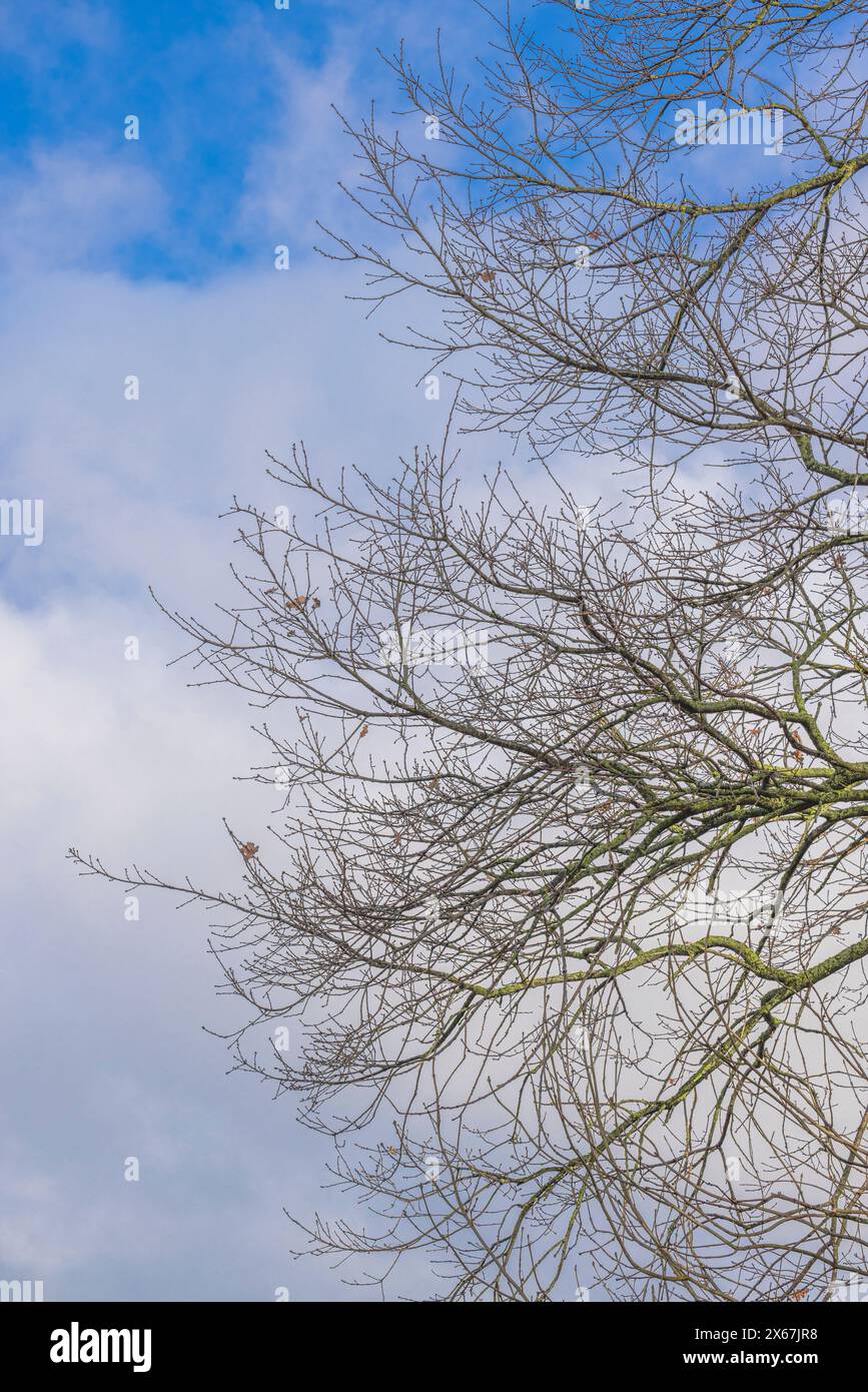 leafless tree, branches, blue sky, background image Stock Photo - Alamy