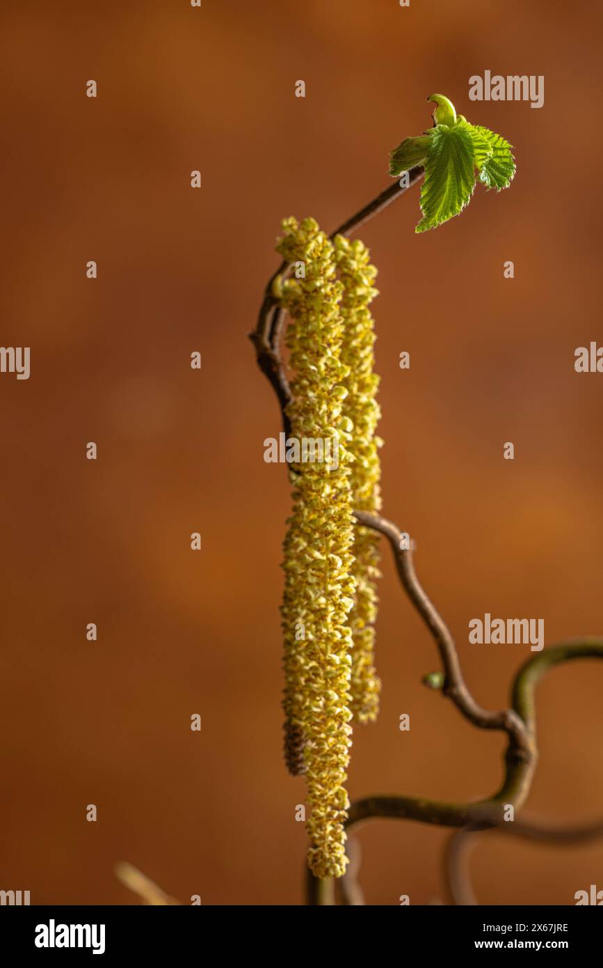 Hazelnut branch with blossom and leaf Stock Photo - Alamy