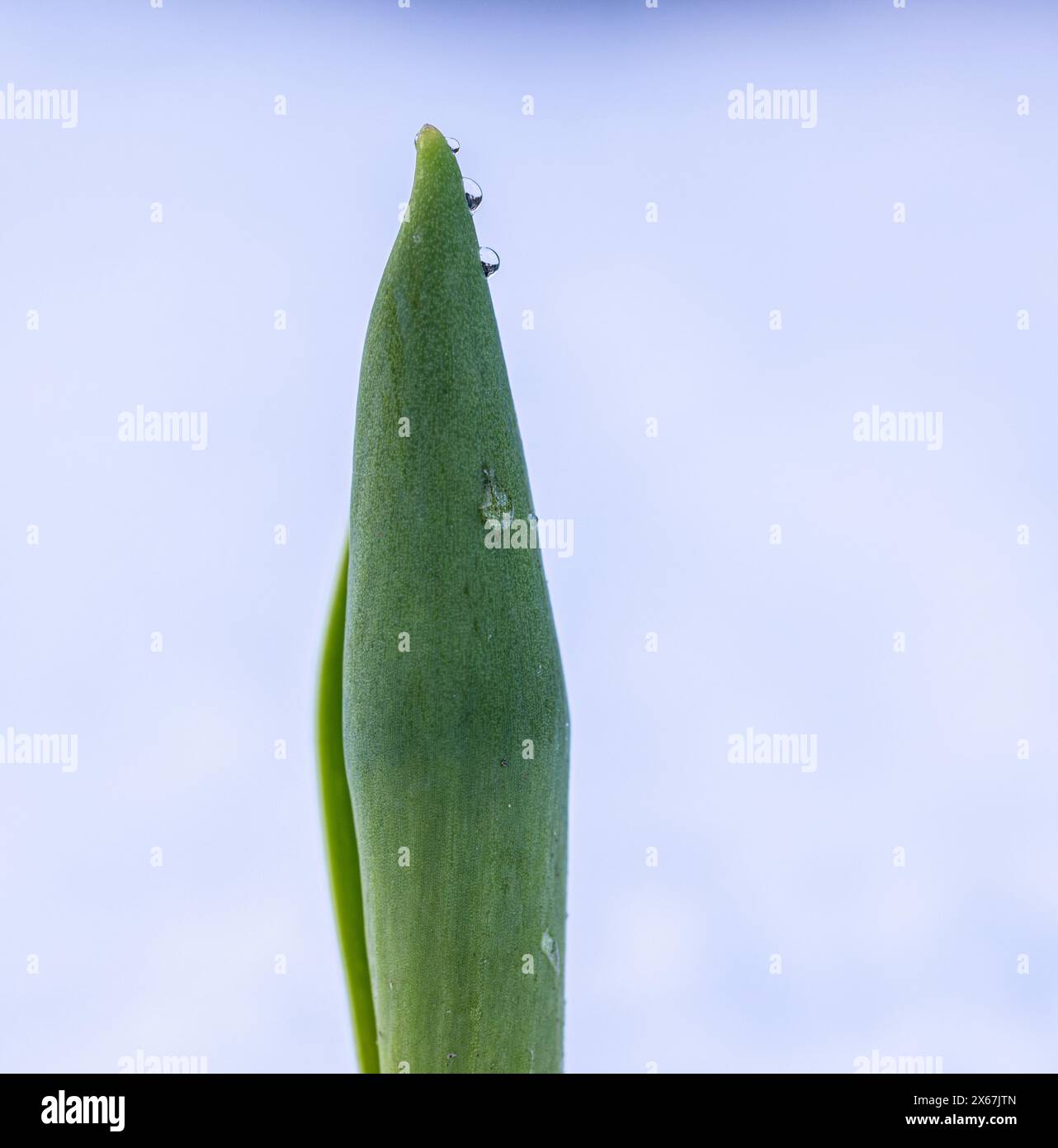 Tulip leaf with droplets Stock Photo - Alamy