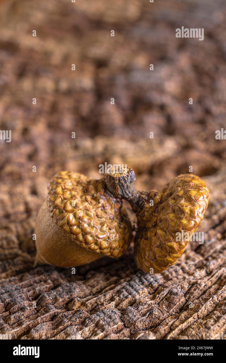 Fruit of the oak tree on a wooden background, still life Stock Photo ...