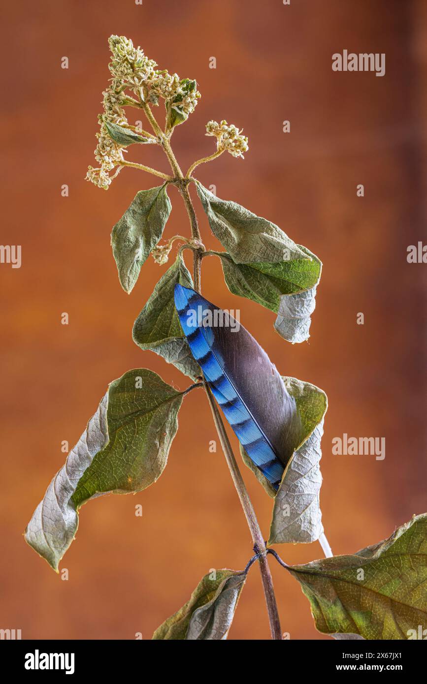 Jay feather (Garrulus glandarius) hanging from a dried flower Stock ...