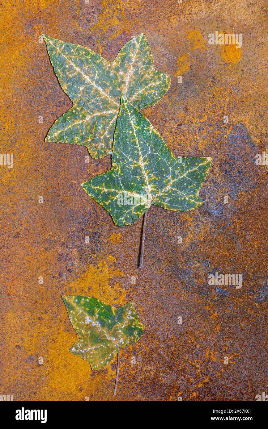 three ivy leaves on a rusty background Stock Photo - Alamy