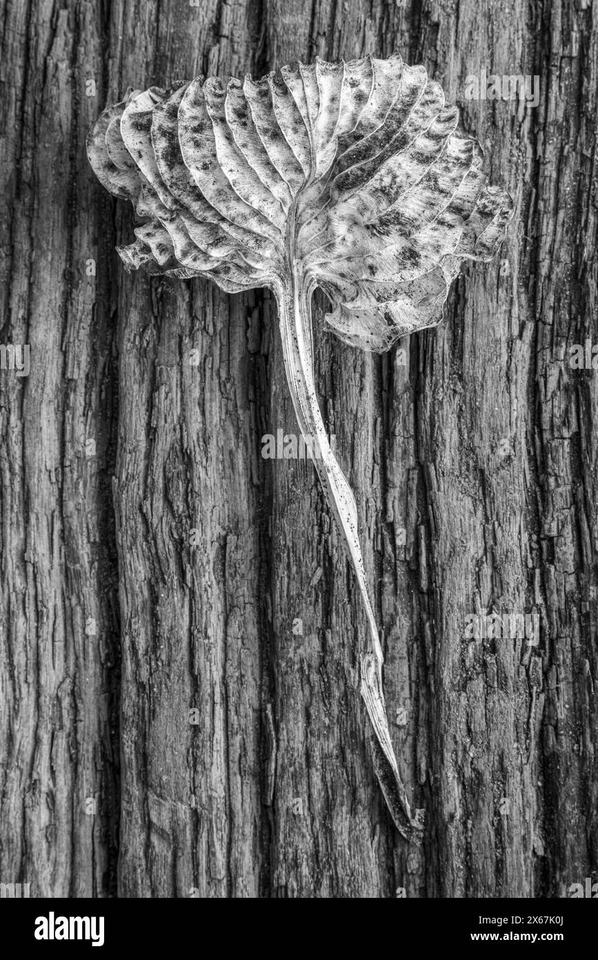 dried hosta leaf, still life on weathered wooden background Stock Photo ...