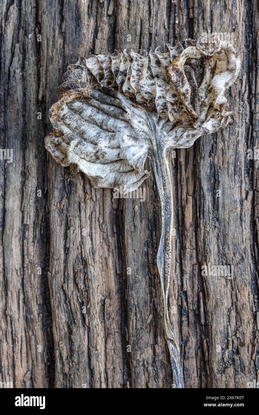 dried hosta leaf, still life on weathered wooden background Stock Photo ...
