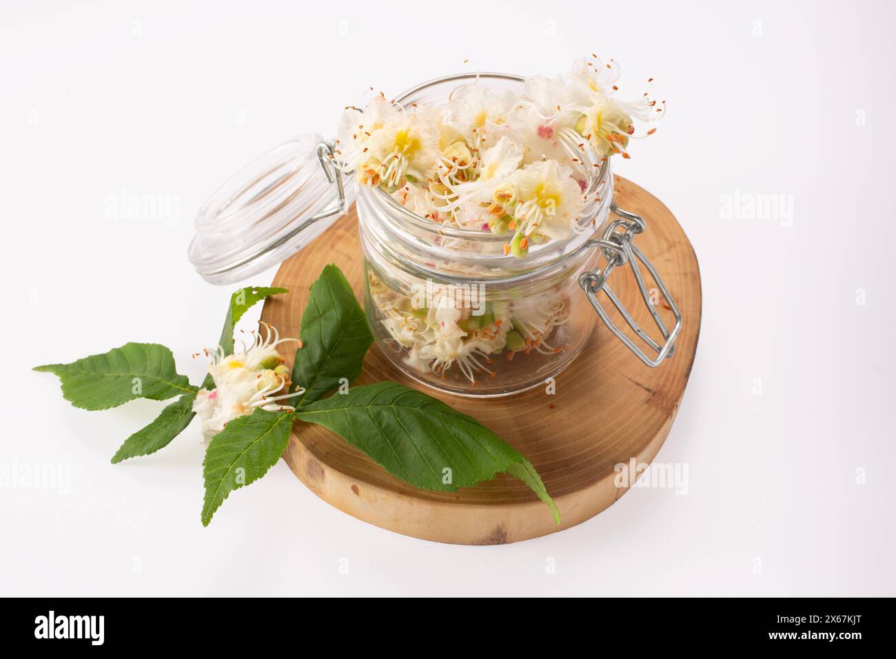 Tincture of horse chestnut flowers in a jar. Homemade herbal tincture ...