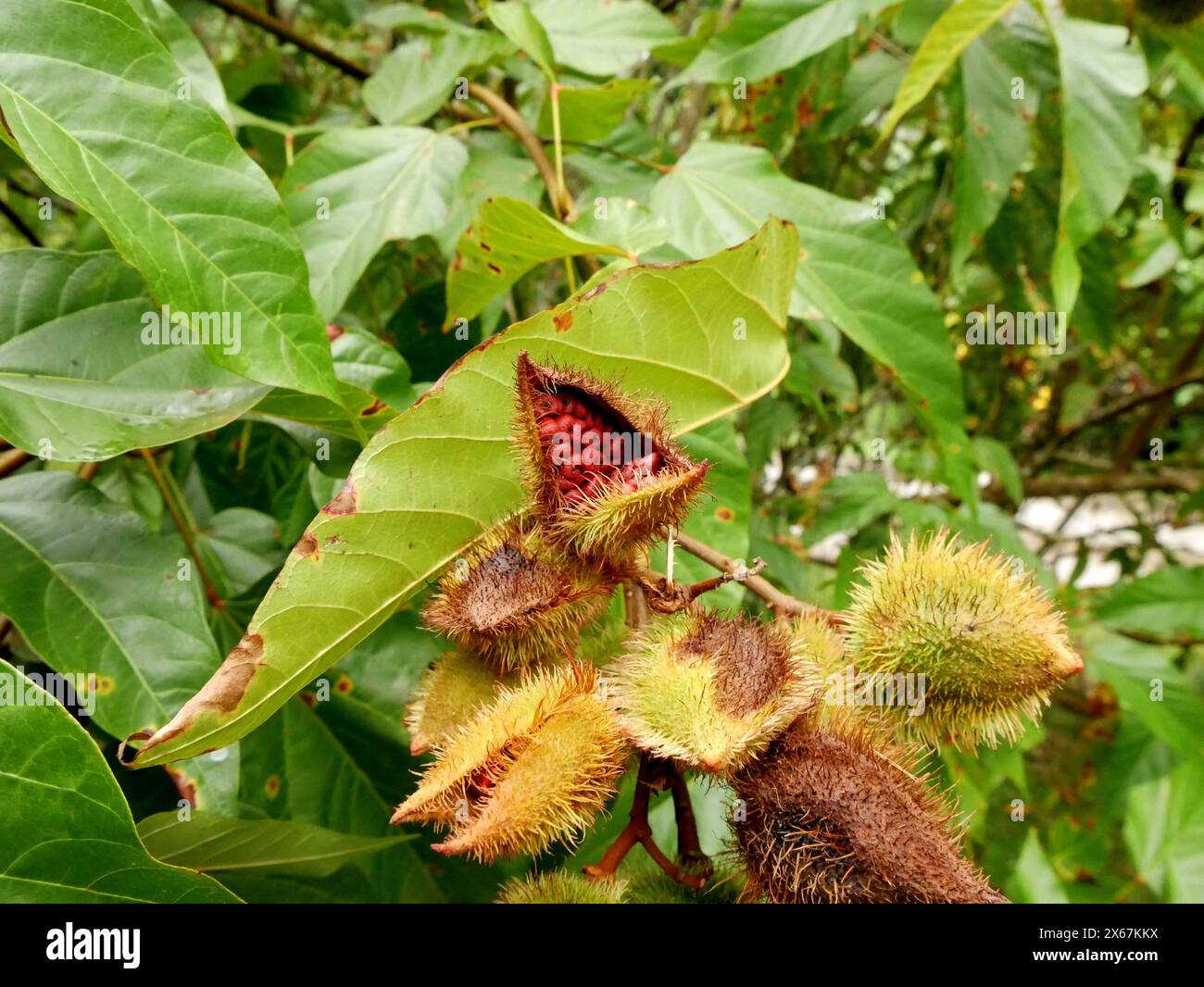 opened achiote fruit pod, with roucou seeds Stock Photo - Alamy