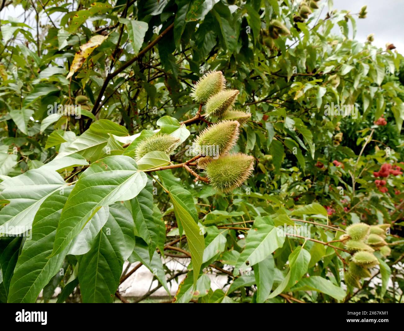 Achiote annatto lipstick tree urucum hi-res stock photography and ...